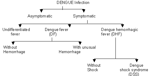 Dengue and dengue hemorrhagic fever dengue shock syndrome | Pediatric ...