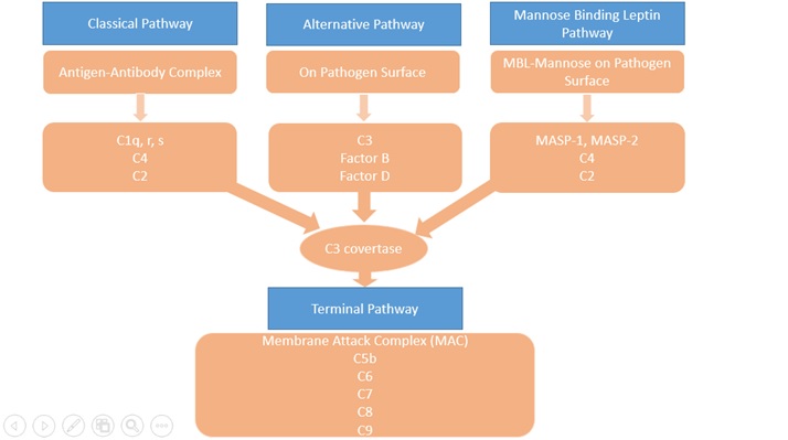 Immunodeficiencies : Complement Deficiencies : Complement Deficiencies ...